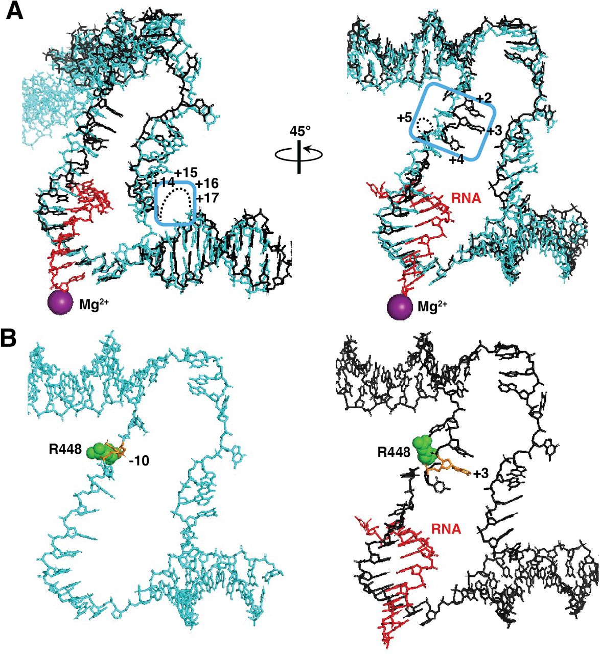 Dna Nucleotide Sequencing Reaction | Thermo Fisher | Bioz