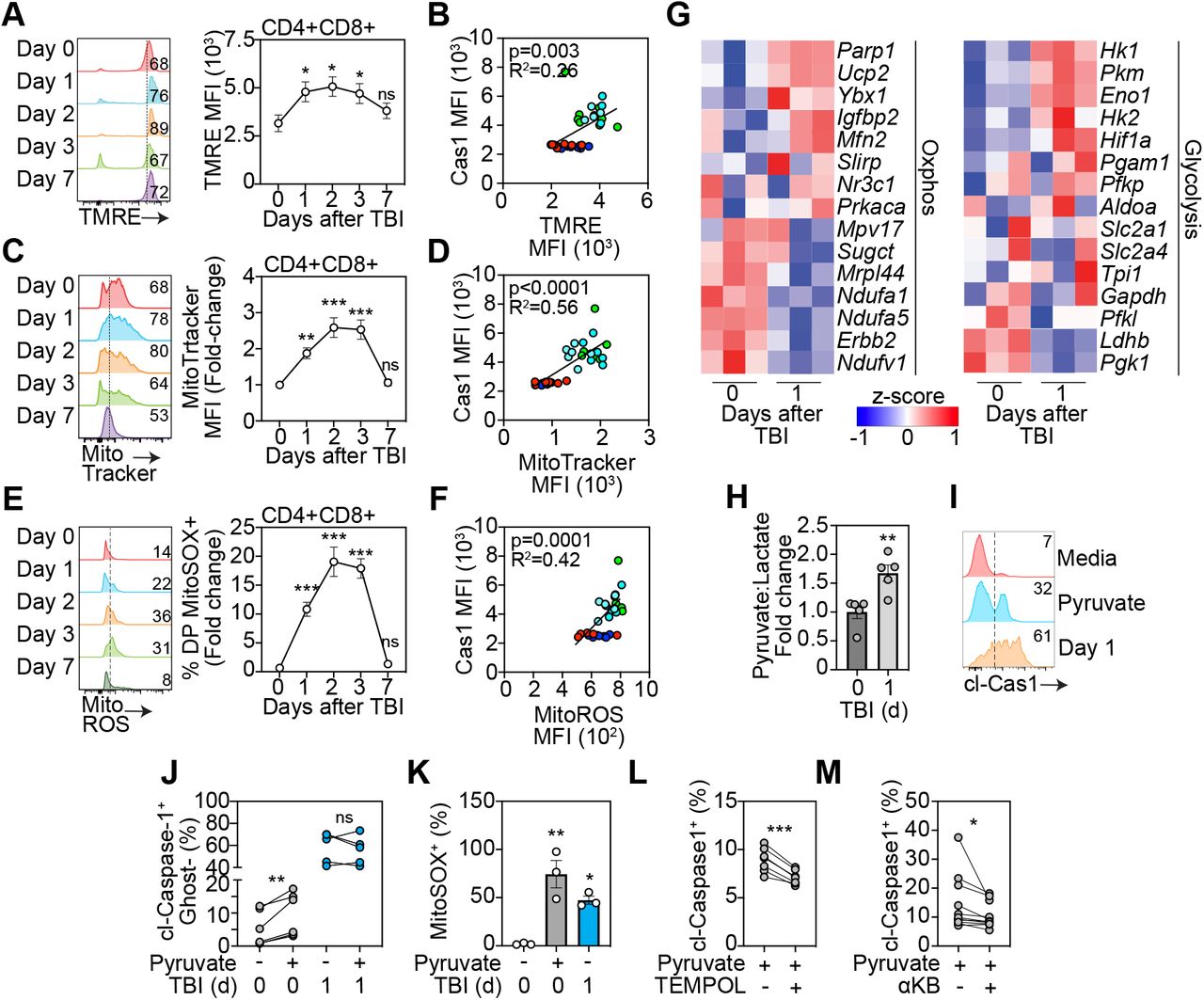 Mitotracker Green | Invitrogen | Bioz