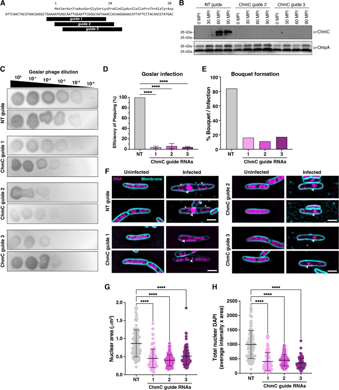 E Coli Strain Rosetta 2 De3 Plyss | Millipore | Bioz