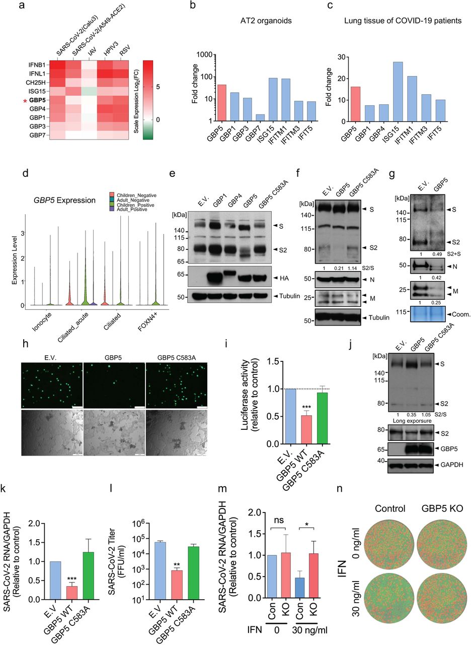 Calu 3 Cells | ATCC | Bioz