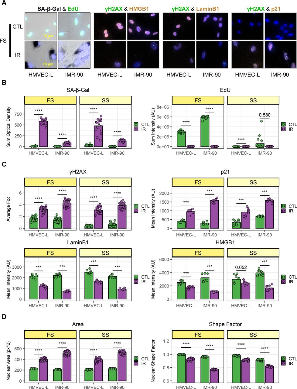 Hmvec L Cells | Cambrex | Bioz