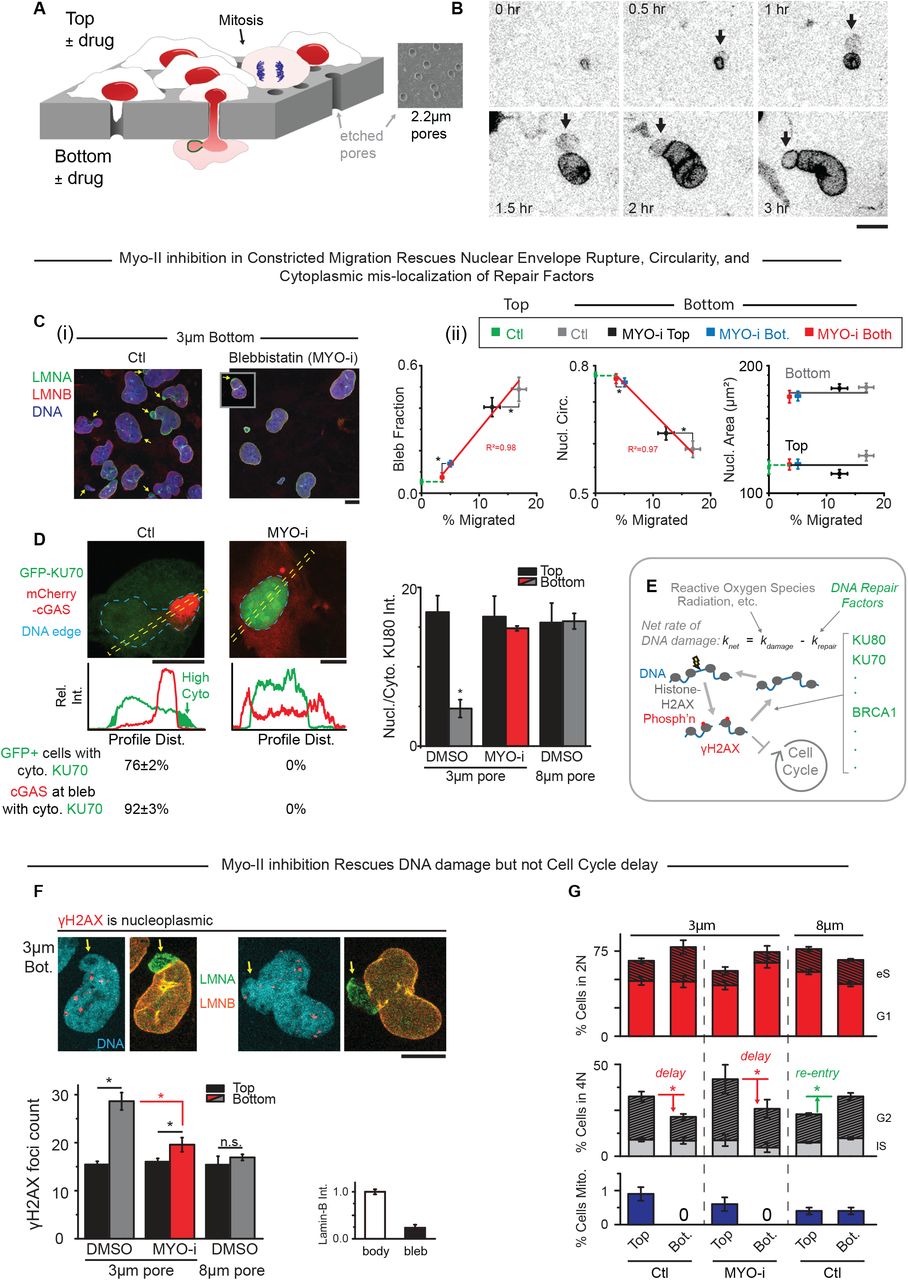 U2os Osteosarcoma | Millipore | Bioz