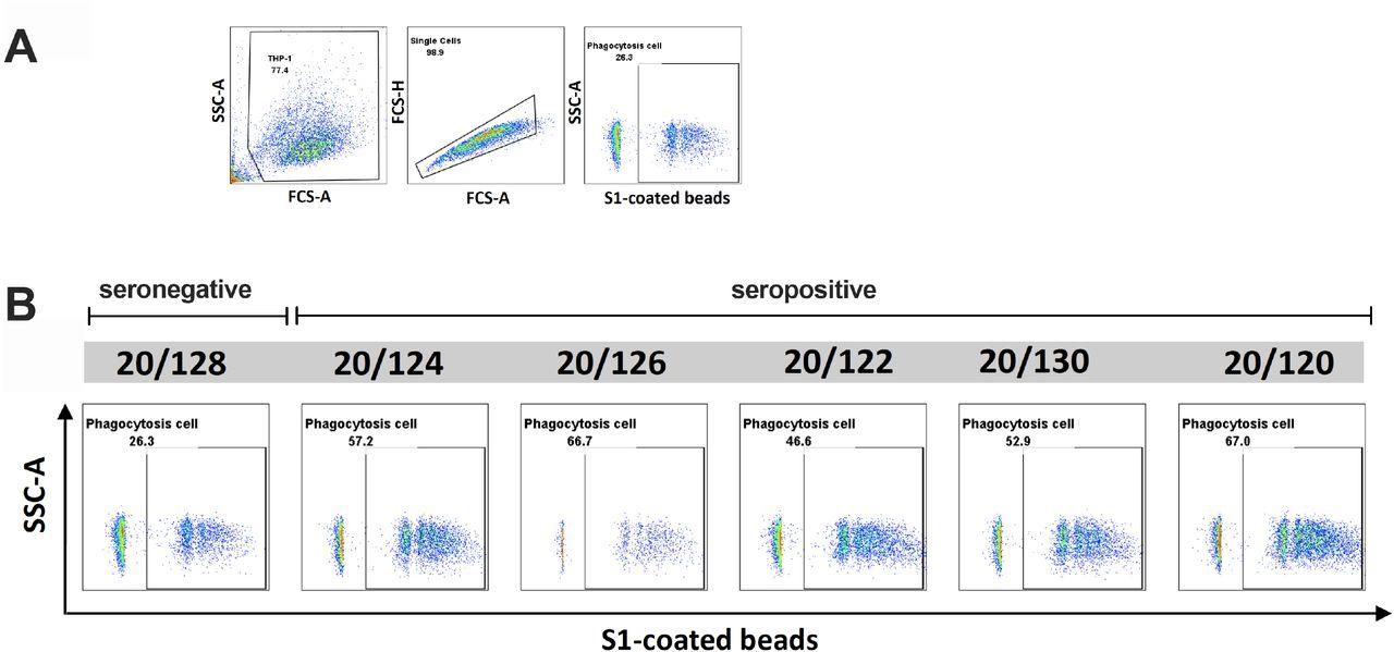 Fluorosphere Beads | Thermo Fisher | Bioz