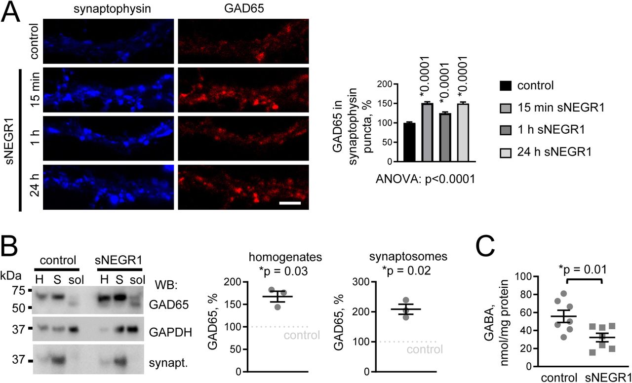 Mouse Anti Gad6 Gad2 | Developmental Studies Hybridoma Bank | Bioz