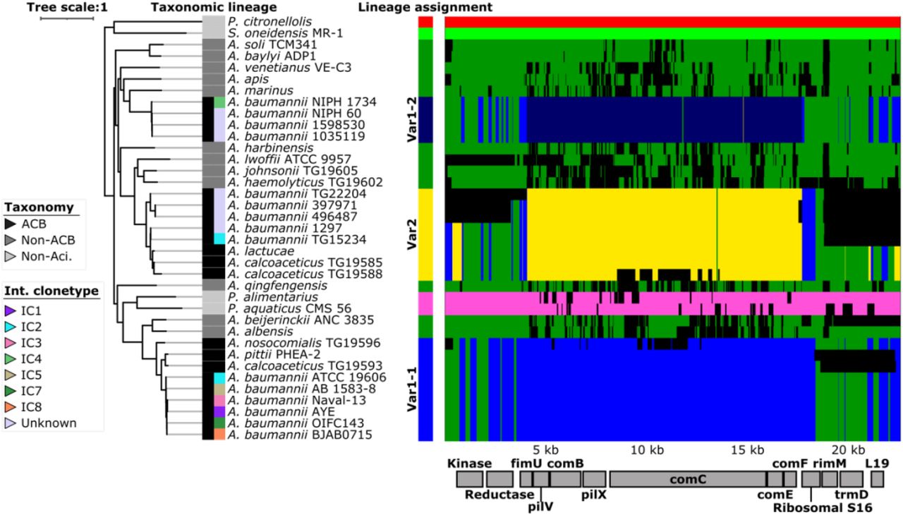 A Baumannii Atcc 19606 T4ap Components | ATCC | Bioz