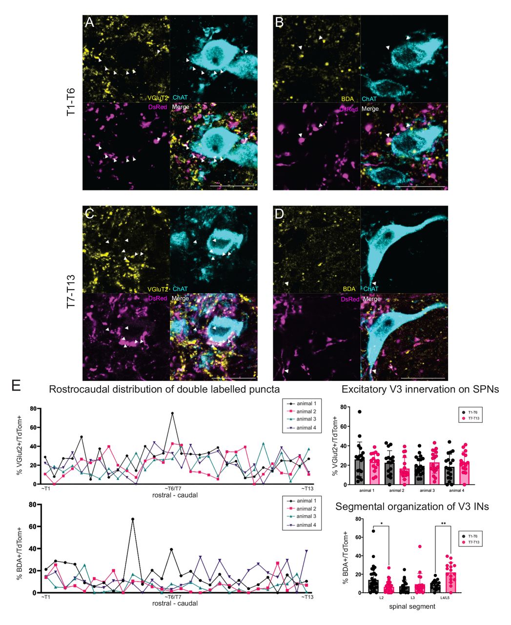 Anti Vglut2 | Millipore | Bioz