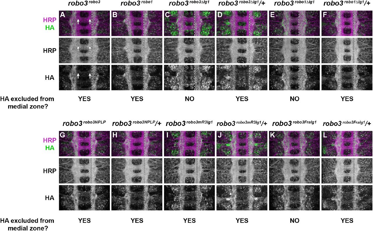 Fitc Conjugated Anti Hrp | Jackson Immuno | Bioz