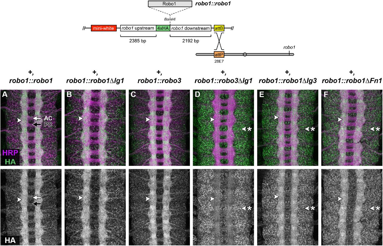 Fitc Conjugated Anti Hrp | Jackson Immuno | Bioz