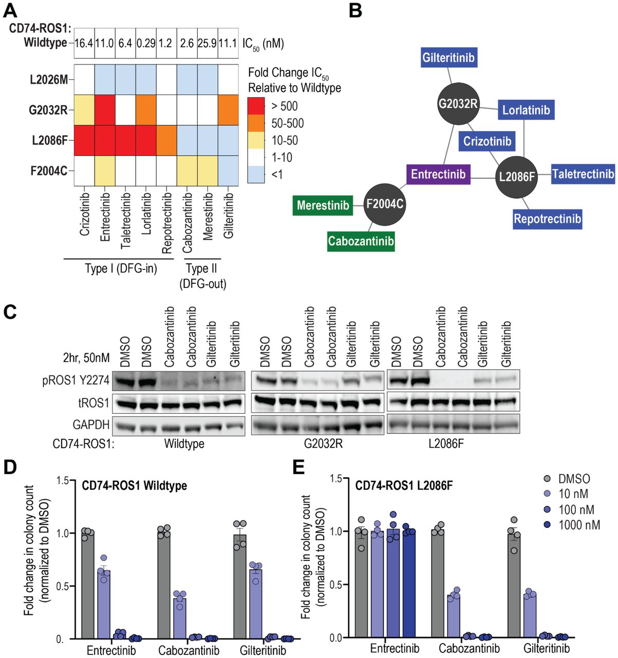 Ros1 | Cell Signaling Technology Inc | Bioz
