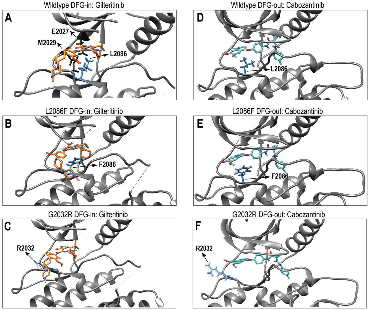 Ros1 | Cell Signaling Technology Inc | Bioz