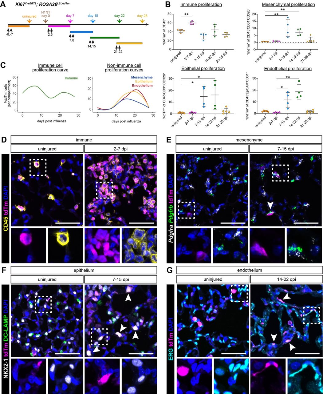 Rosa26 Lsl Tdtomato | Jackson Laboratory | Bioz
