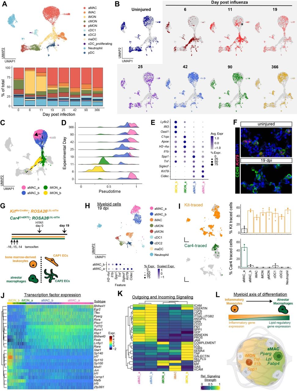 Rosa26 Lsl Tdtomato | The Jackson Laboratory | Bioz