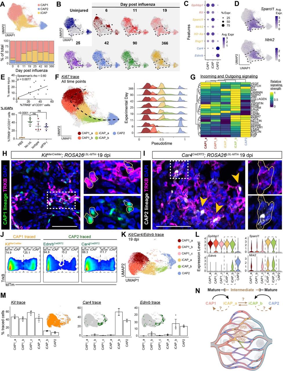 Rosa26 Lsl Tdtomato | The Jackson Laboratory | Bioz