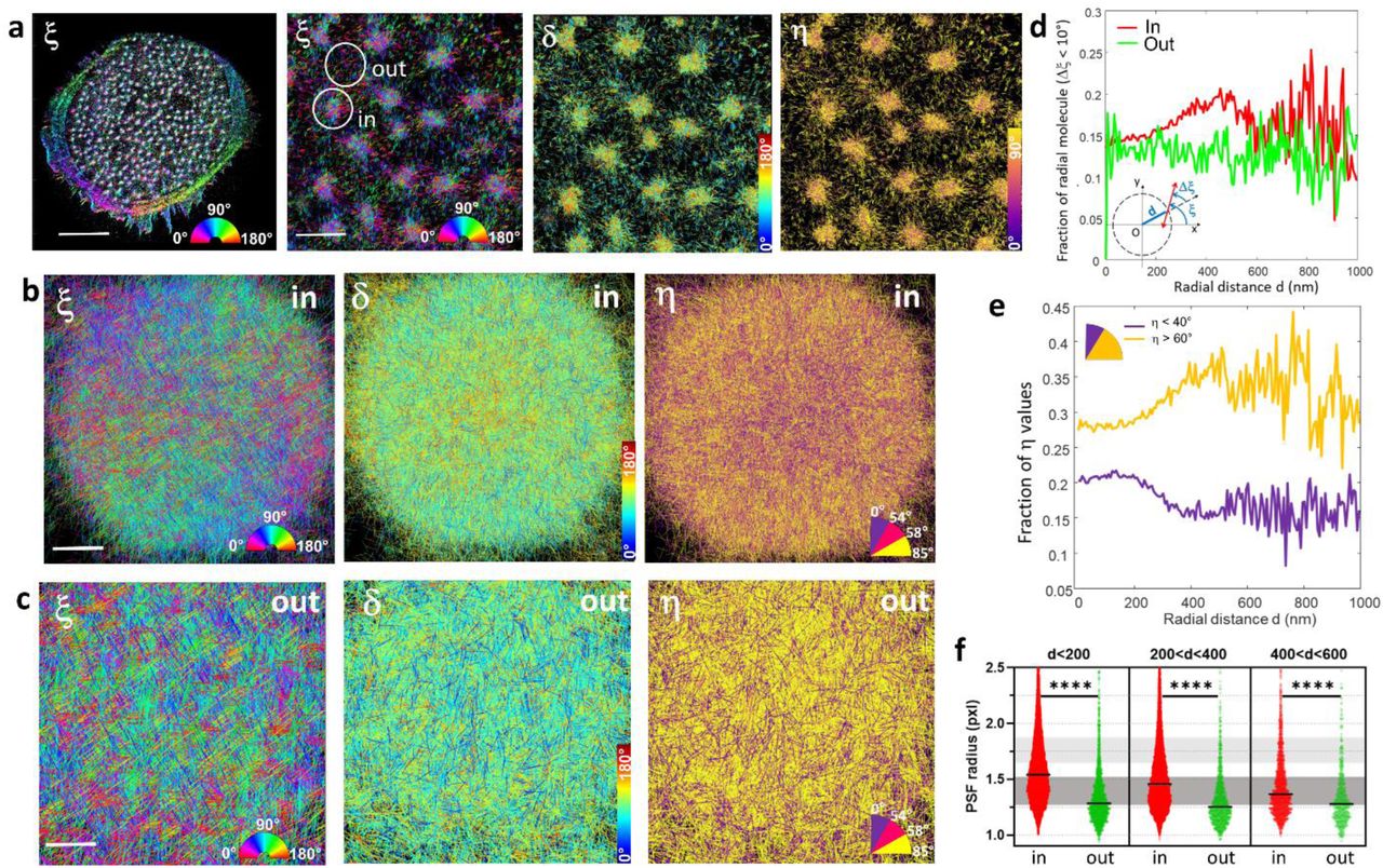 Human Primary Monocyte Derived Macrophages Hmdm | Precision Glass ...