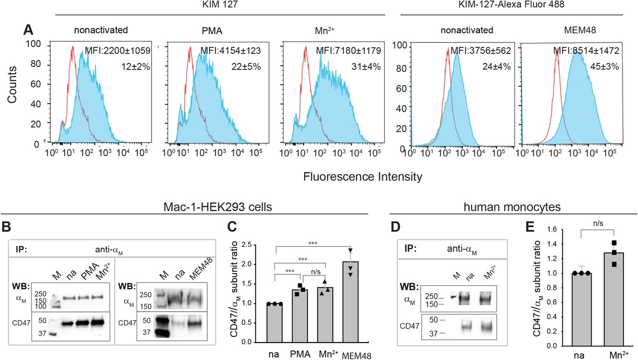 Mab Kim127 | ATCC | Bioz