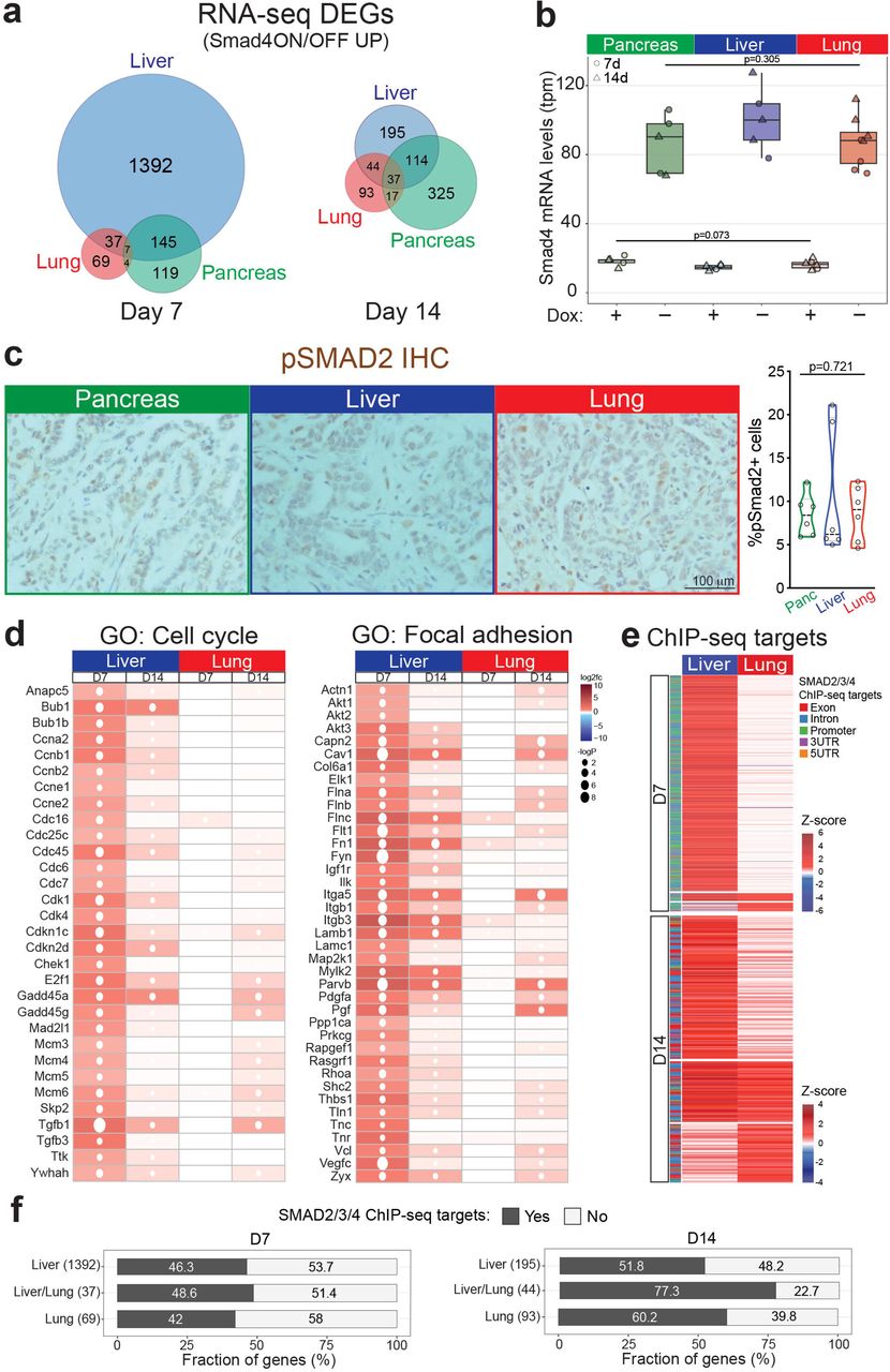 Smad4 | Santa Cruz Biotechnology | Bioz