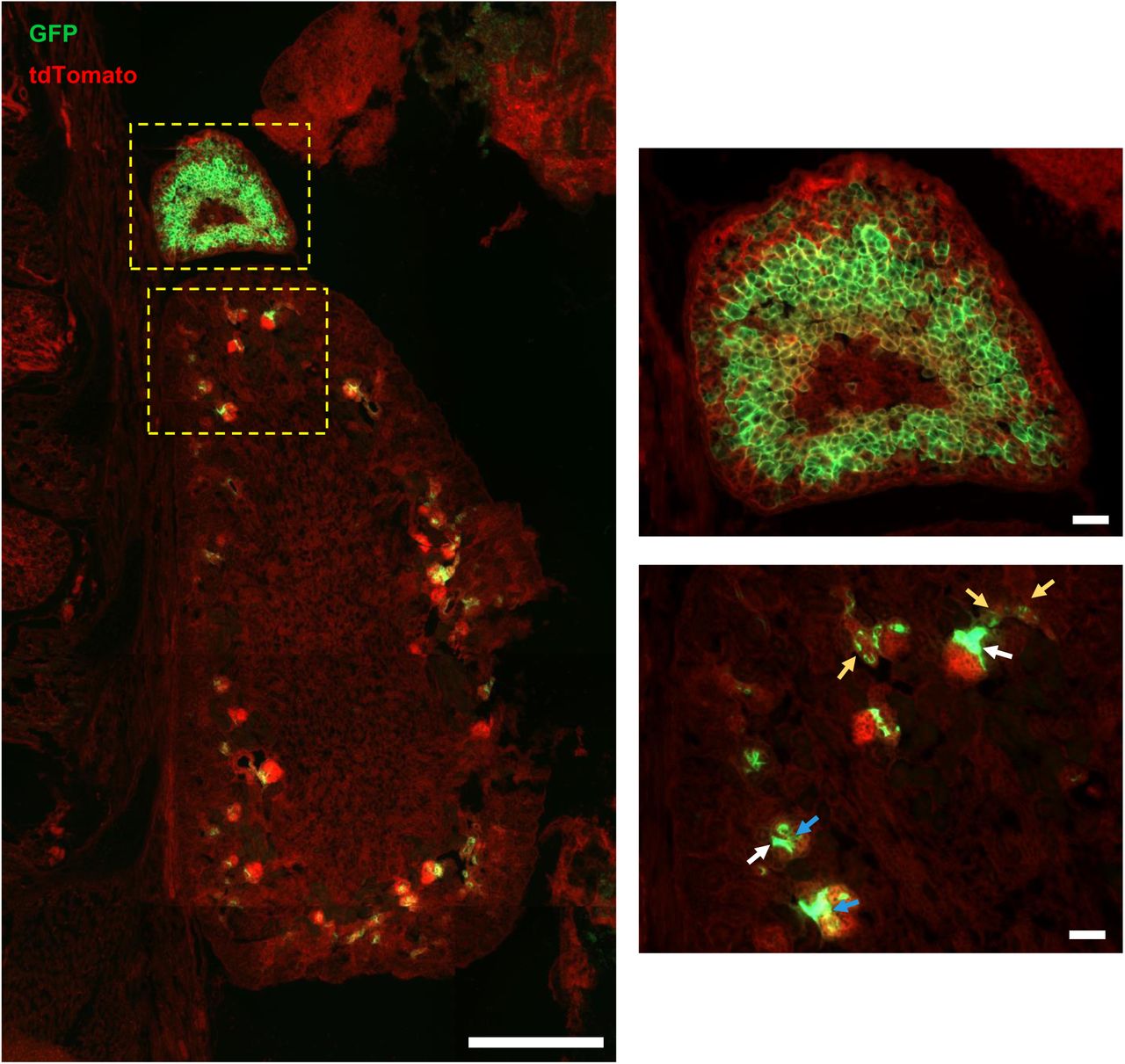 R26r Mtmg Mice | Jackson Laboratory | Bioz