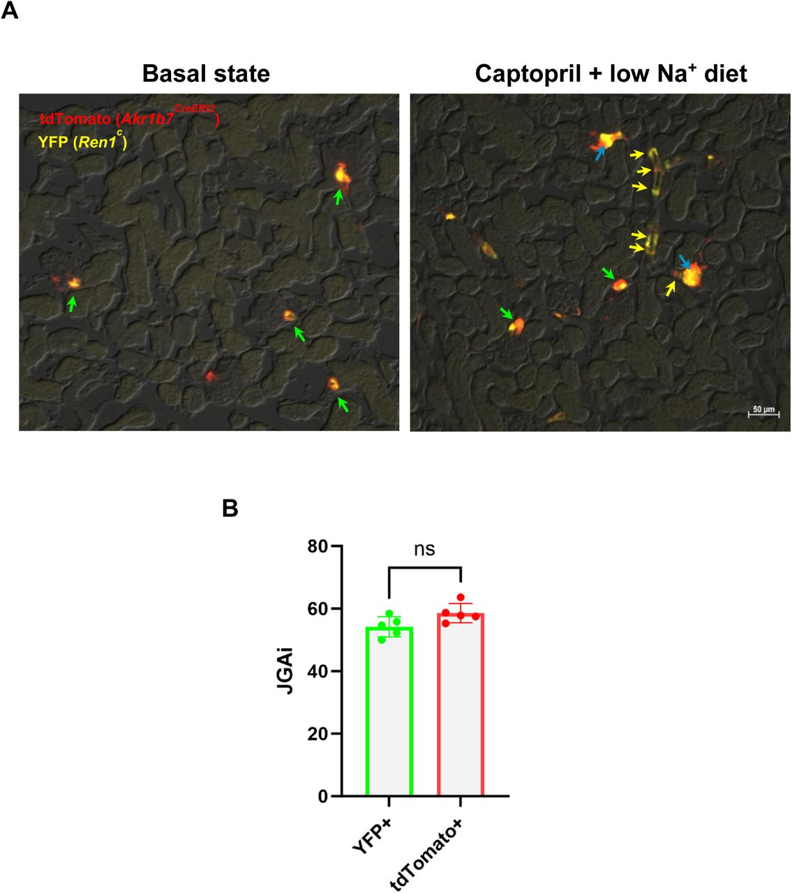 Mtmg | The Jackson Laboratory | Bioz