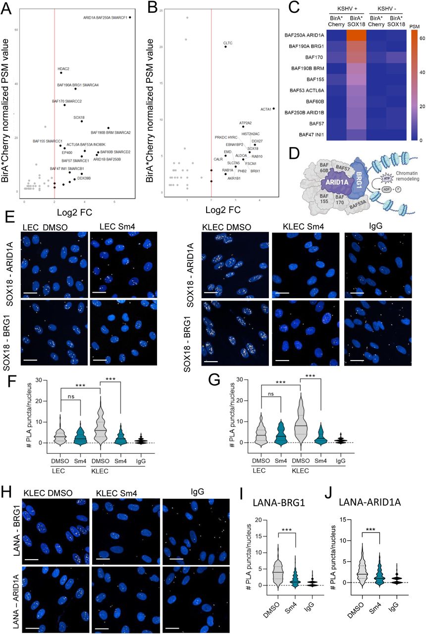 Slk | Thermo Fisher | Bioz