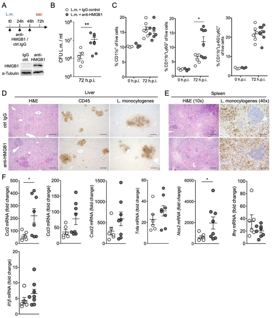Listeria Monocytogenes Antibody | Abcam | Bioz