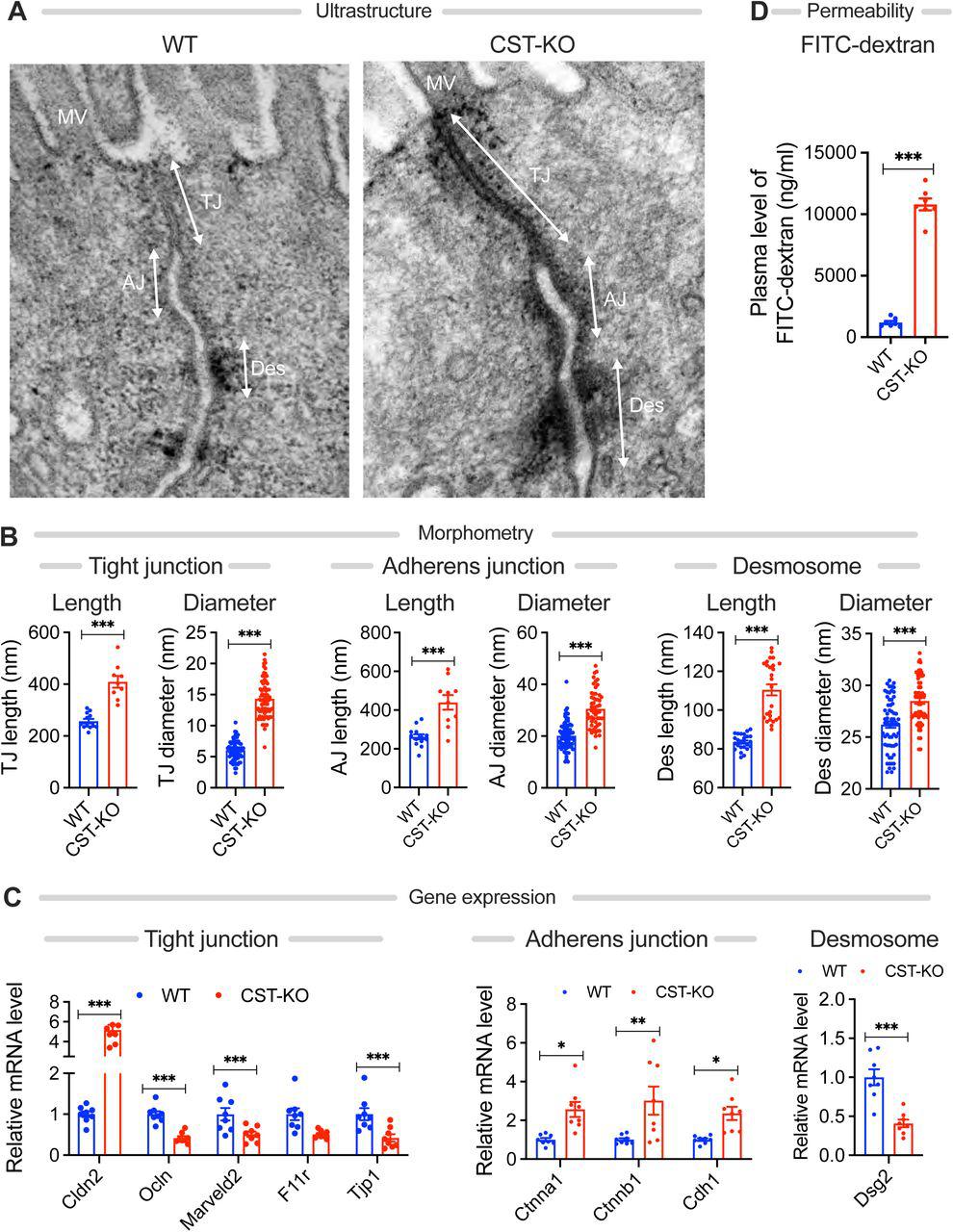 Fluorescein Isothiocyanate Conjugate Tagged Dextrans Fitc Dextran ...