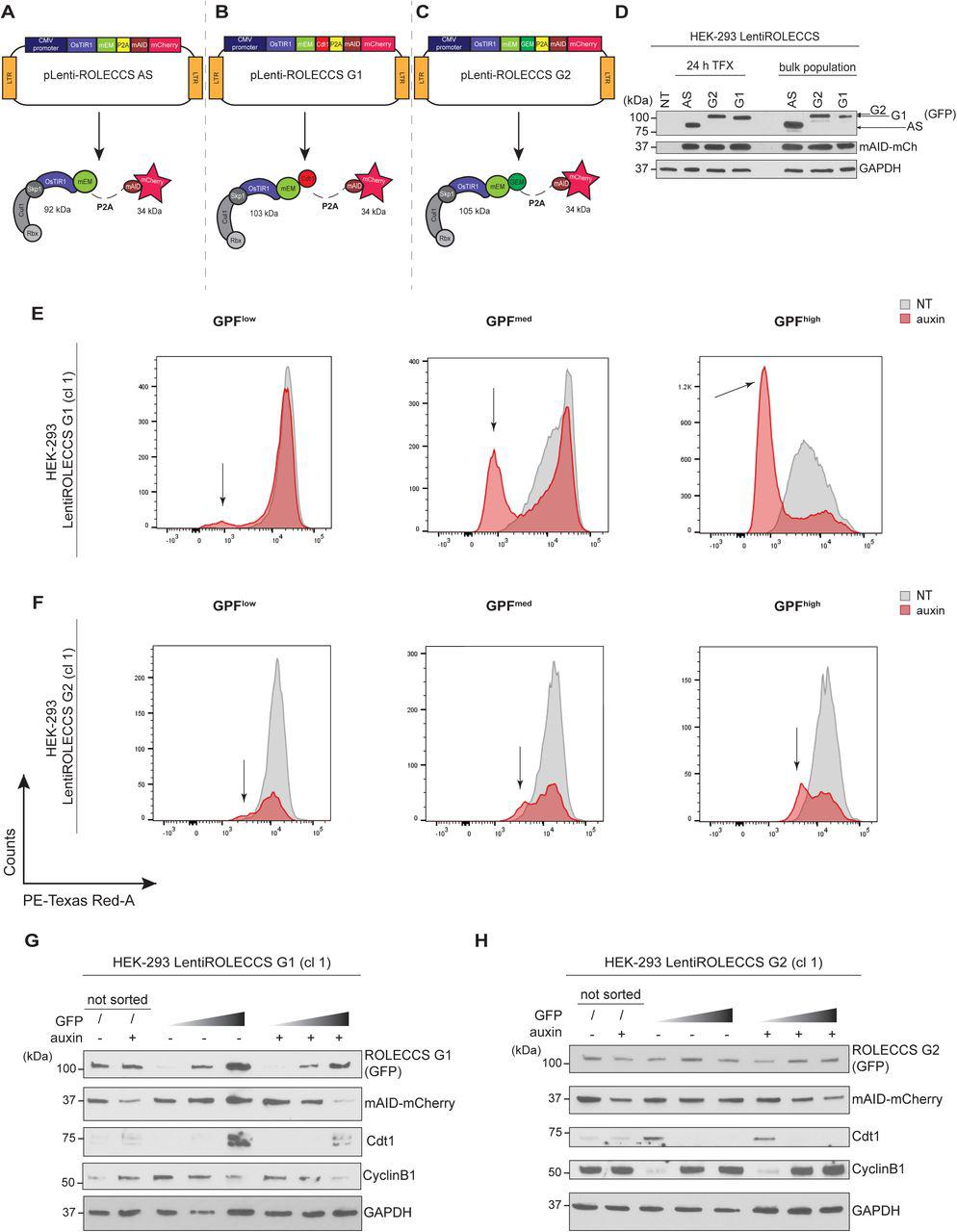 Maid Mcherry Cassette | Addgene inc | Bioz