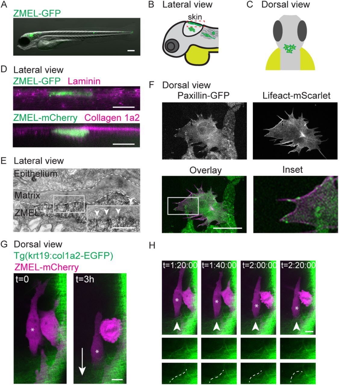 Plenti Cmv Mcherry T2a Gfp | Addgene inc | Bioz
