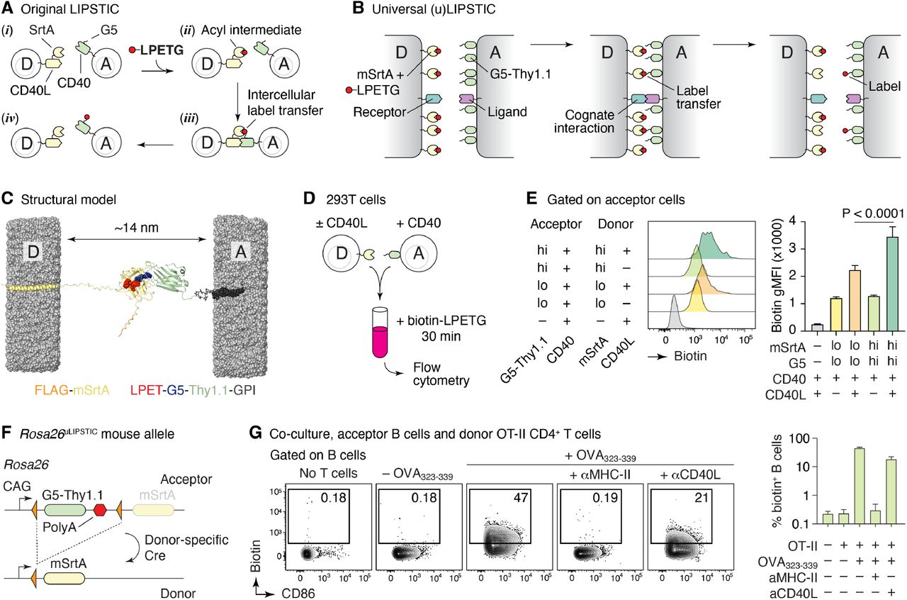 Cd4 Cre | The Jackson Laboratory | Bioz