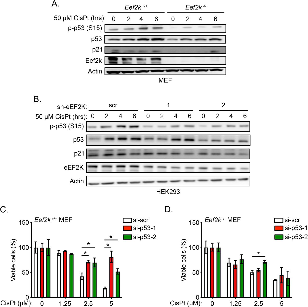 Human Embryonic Kidney Hek 293 Cell | ATCC | Bioz
