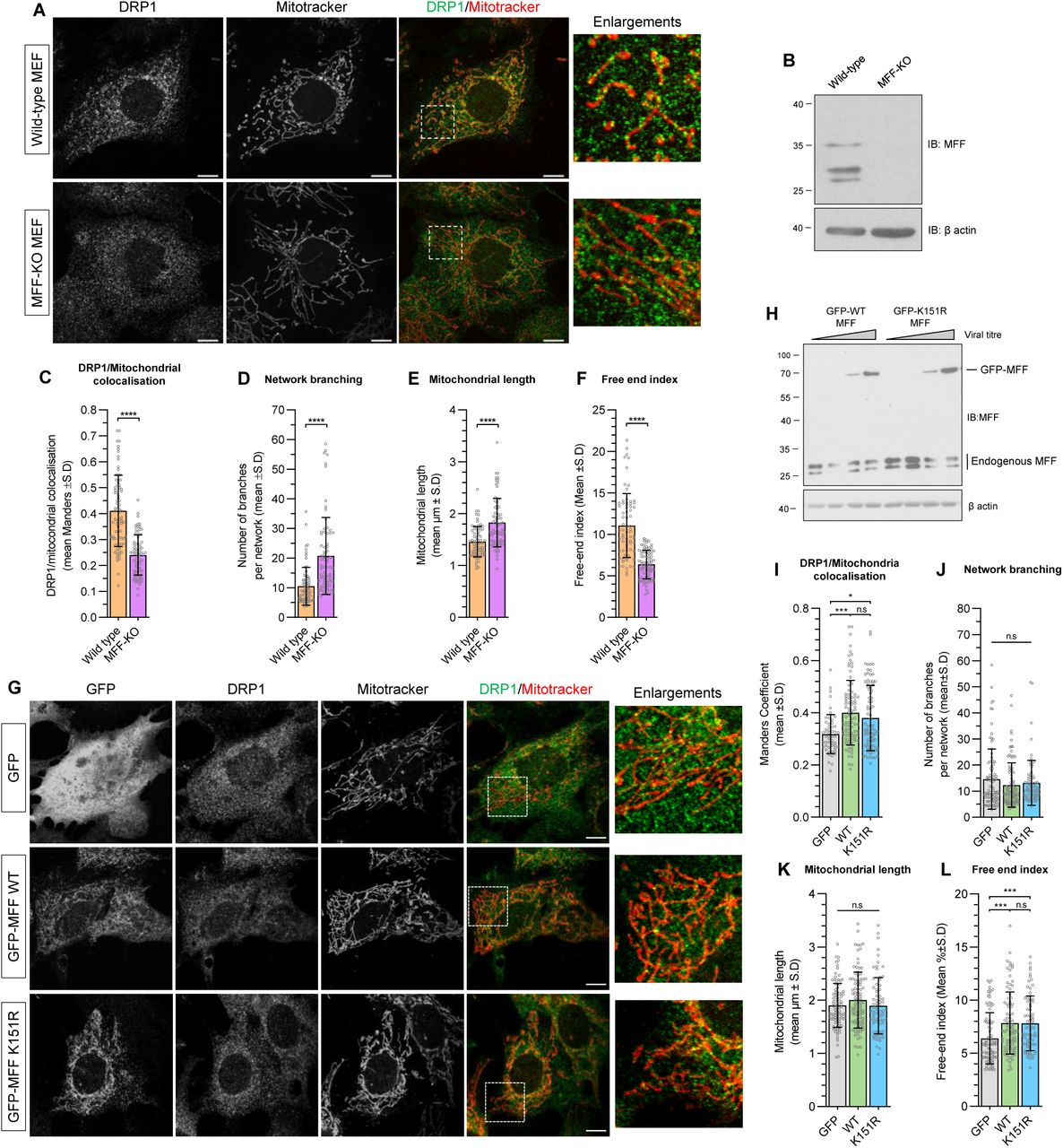 Mitotracker Deep Red | Invitrogen | Bioz