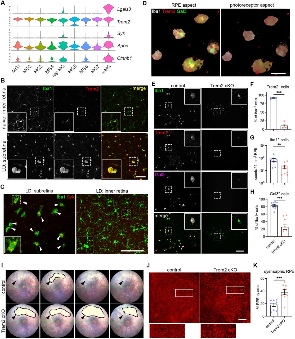 Anti Human Trem2 Antibody | R&D Systems | Bioz
