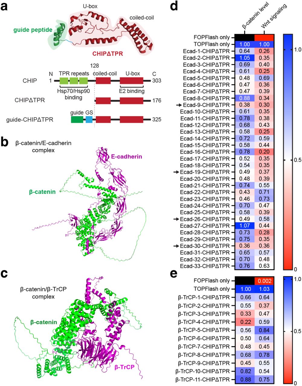 M50 Super 8x Topflash Plasmid | Addgene inc | Bioz