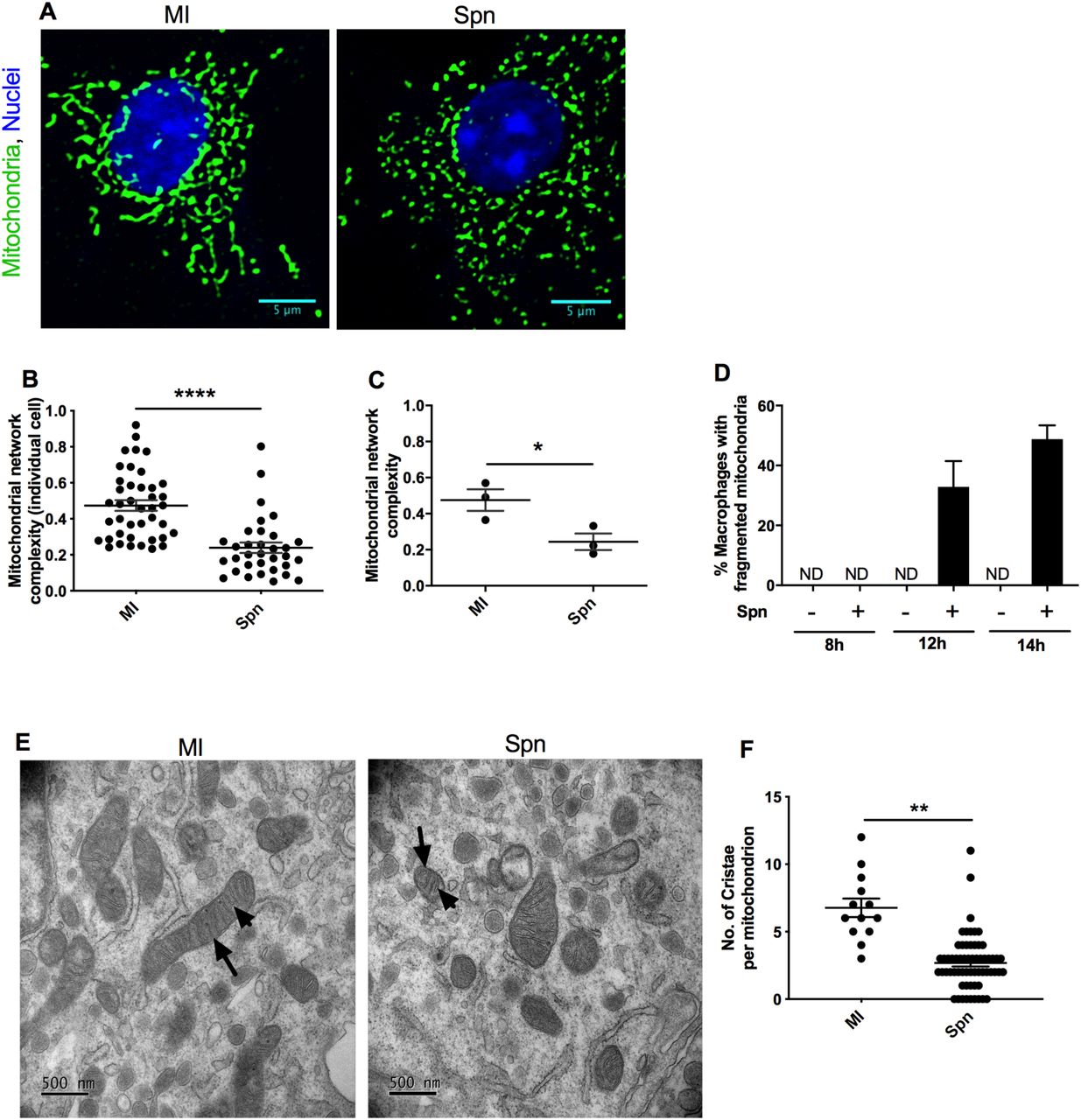 Tom20 Fl 145 Rabbit Polyclonal | Santa Cruz Biotechnology | Bioz