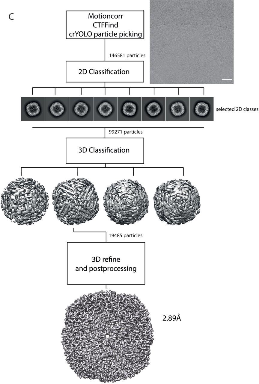 Standard Vitrobot Ethane Nitrogen Container | Thermo Fisher | Bioz