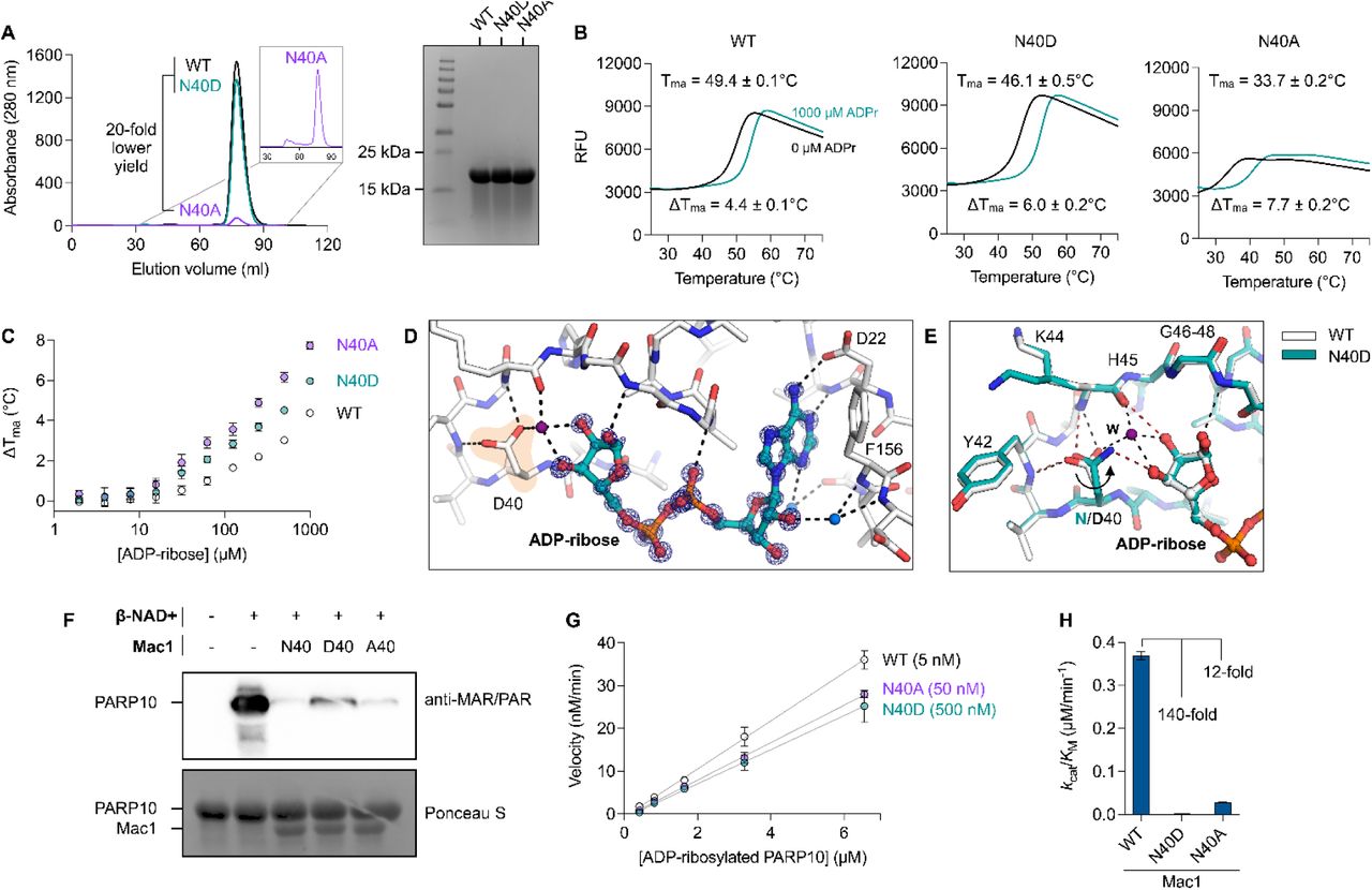 E Coli Bl21 De3 Cells | TaKaRa | Bioz