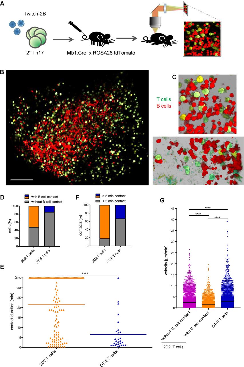 Rosa26 Tdtomato Mice | Jackson Laboratory | Bioz