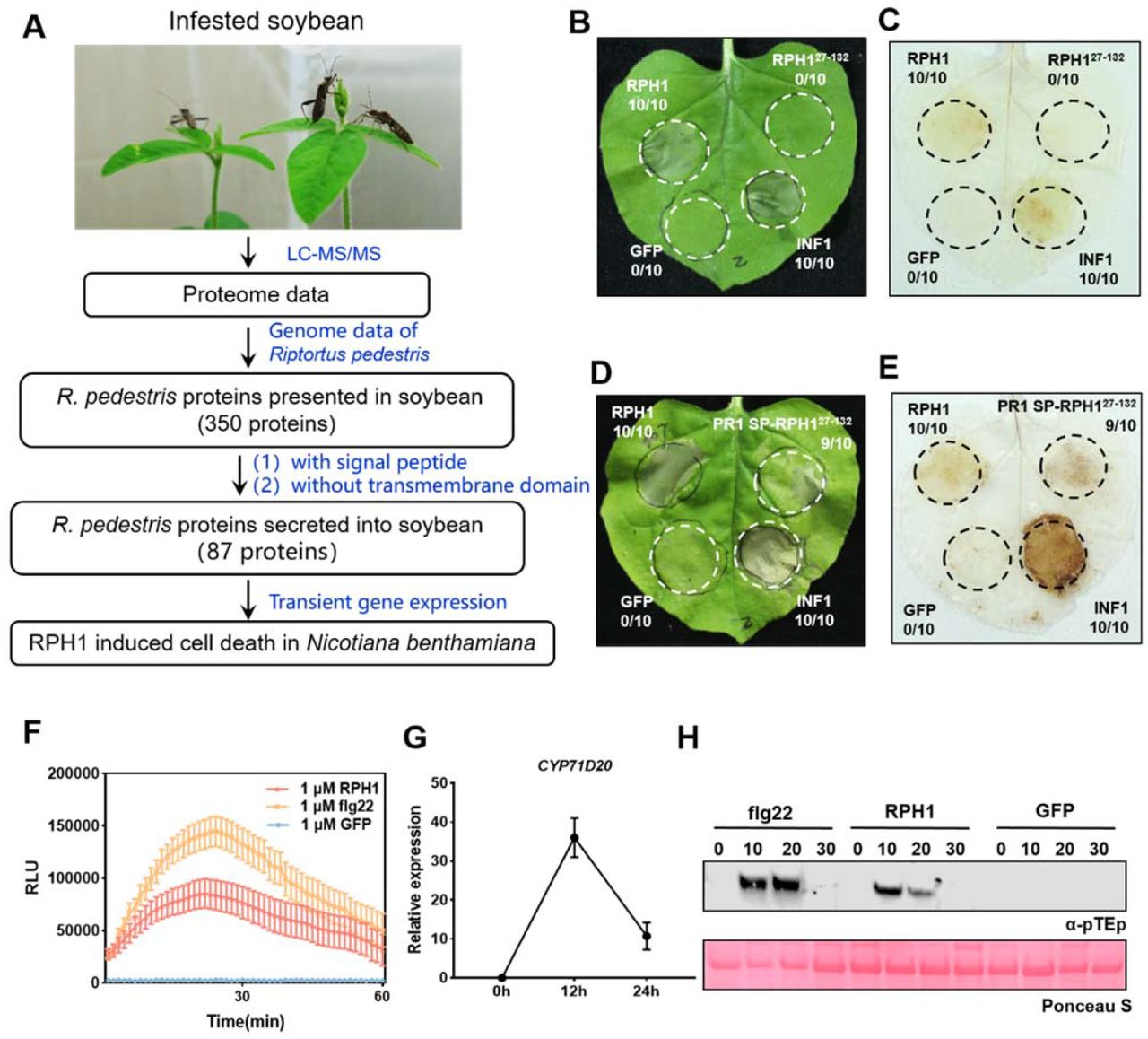 Antibodies Anti Gfp | Abmart Inc | Bioz