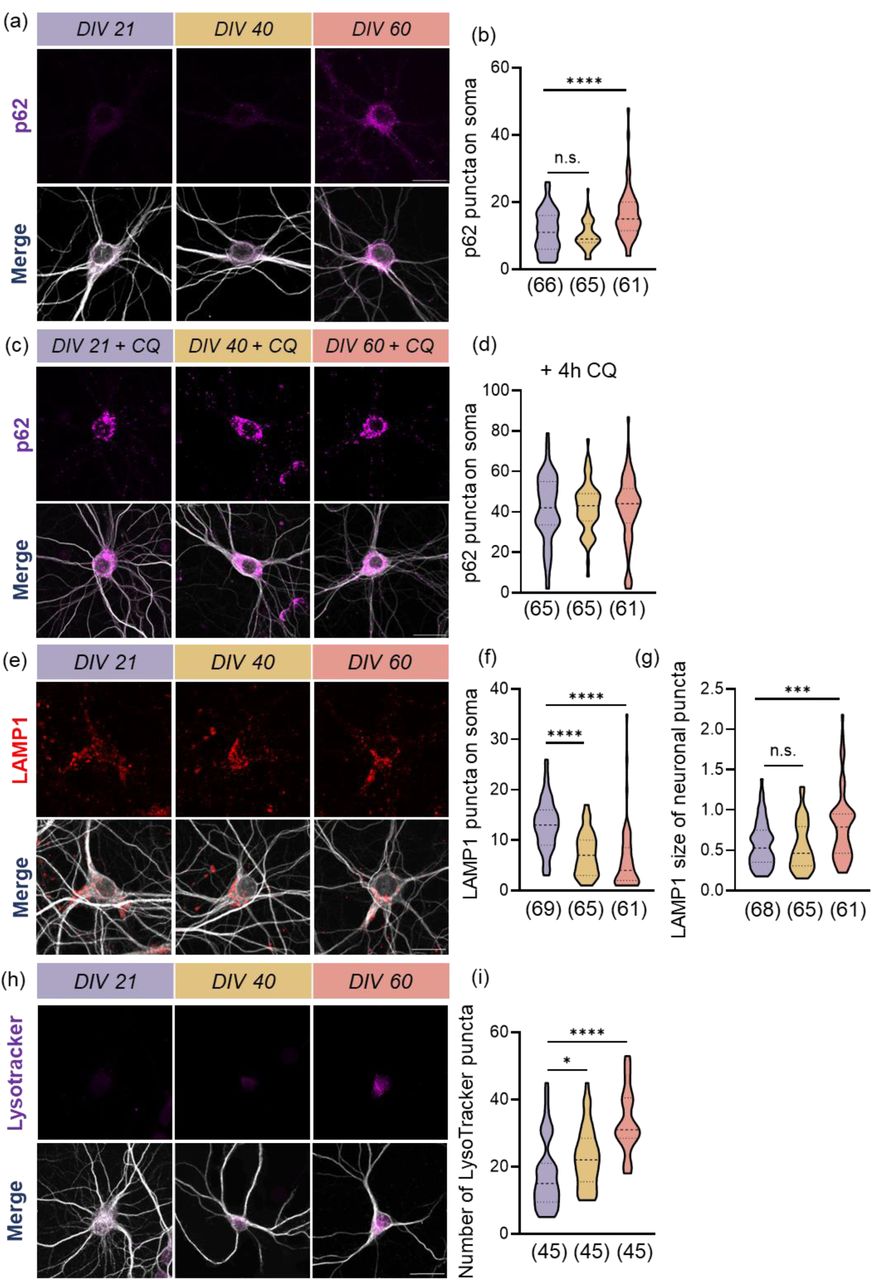 Lysotracker Red Dnd 99 Lysotracker | Thermo Fisher | Bioz