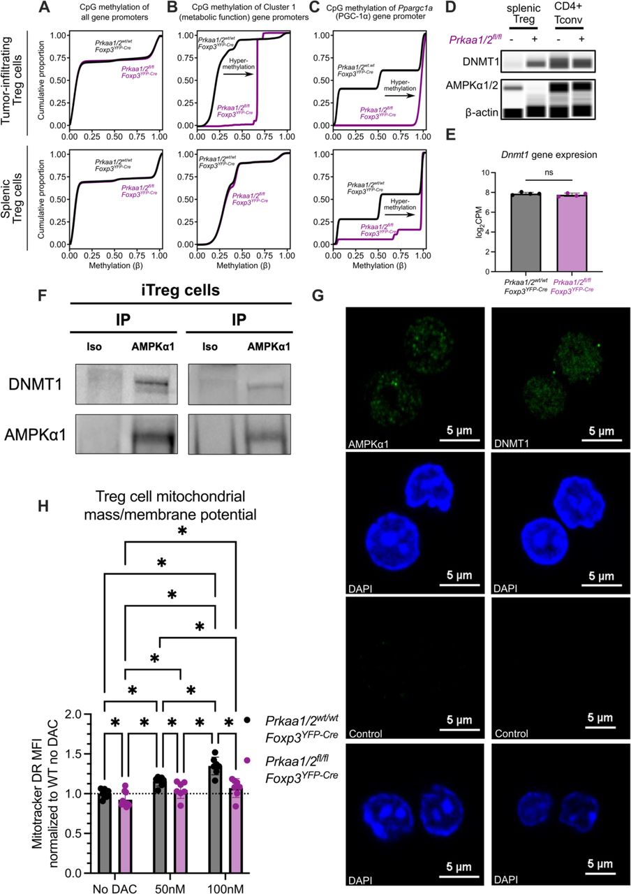 Foxp3 Cre Yfp | The Jackson Laboratory | Bioz