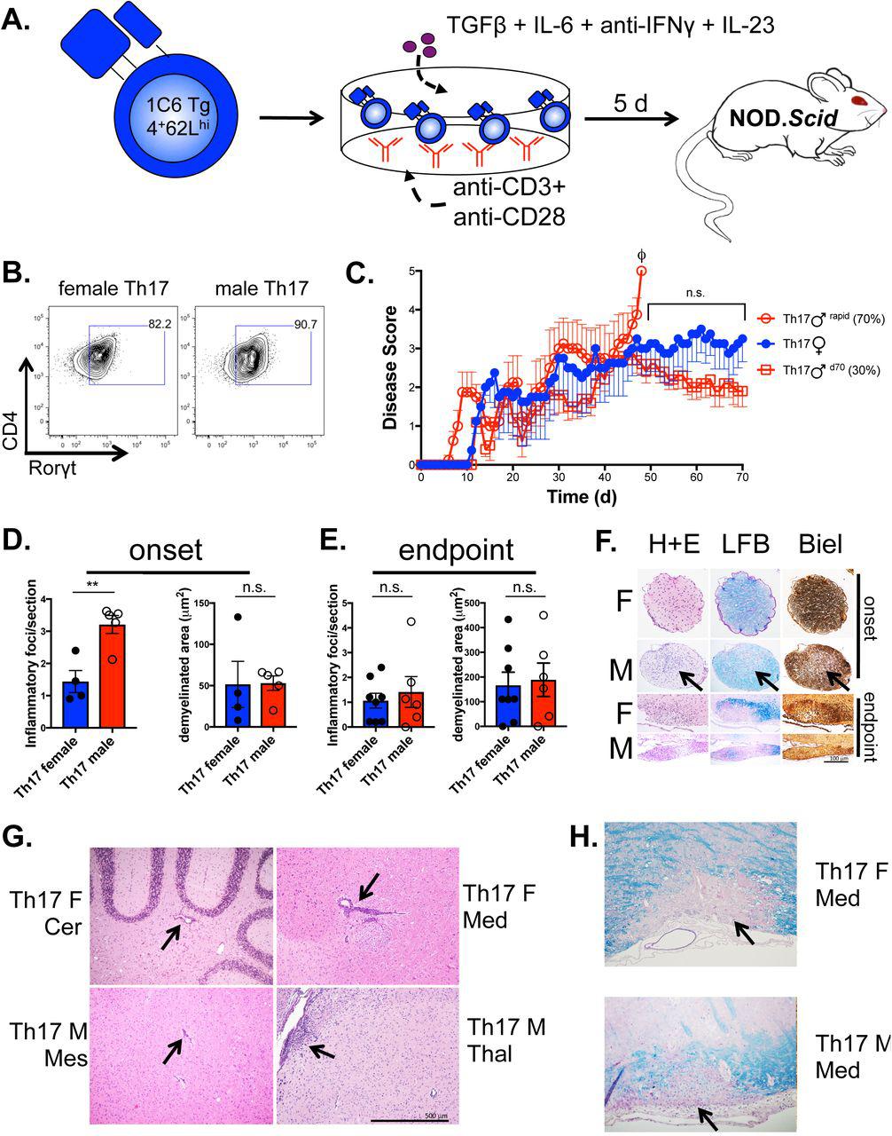 Analysis Human Cd4 T Cells | Thermo Fisher | Bioz