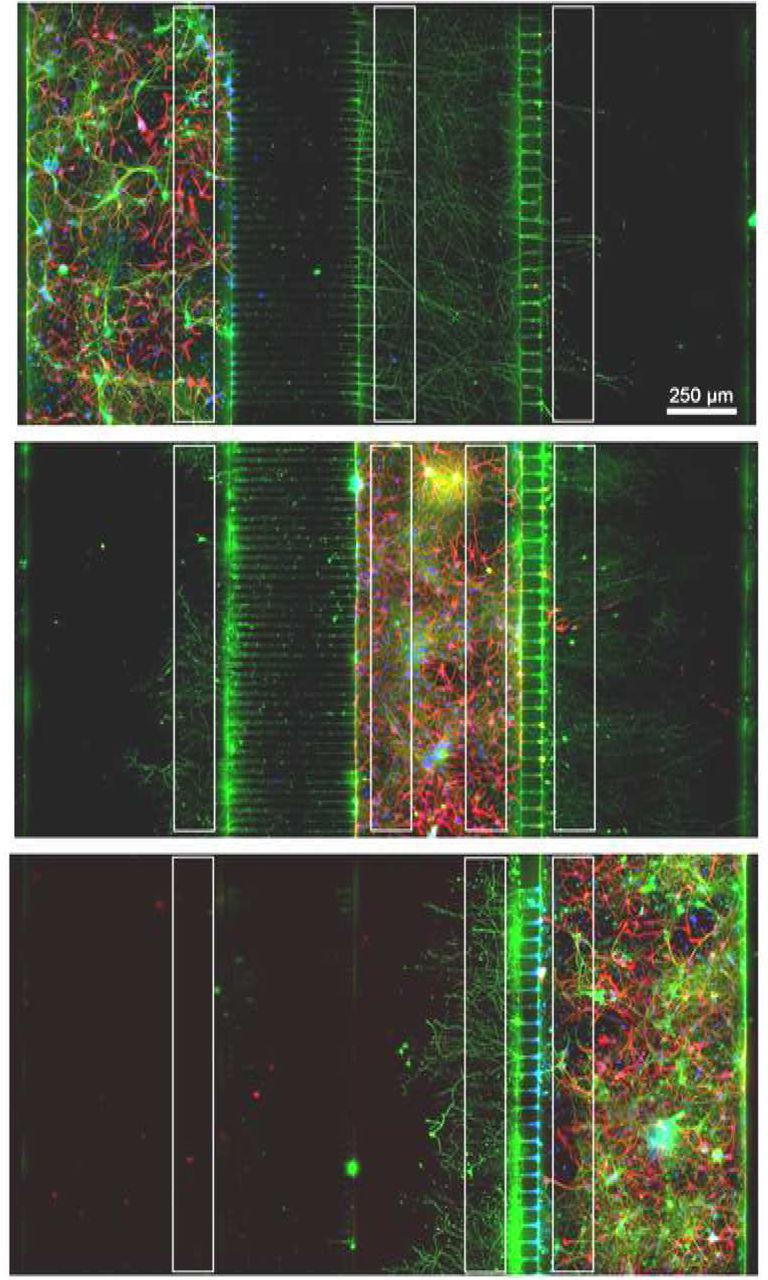 Mouse Monoclonal Anti Synaptophysin 1 | Synaptic Systems | Bioz