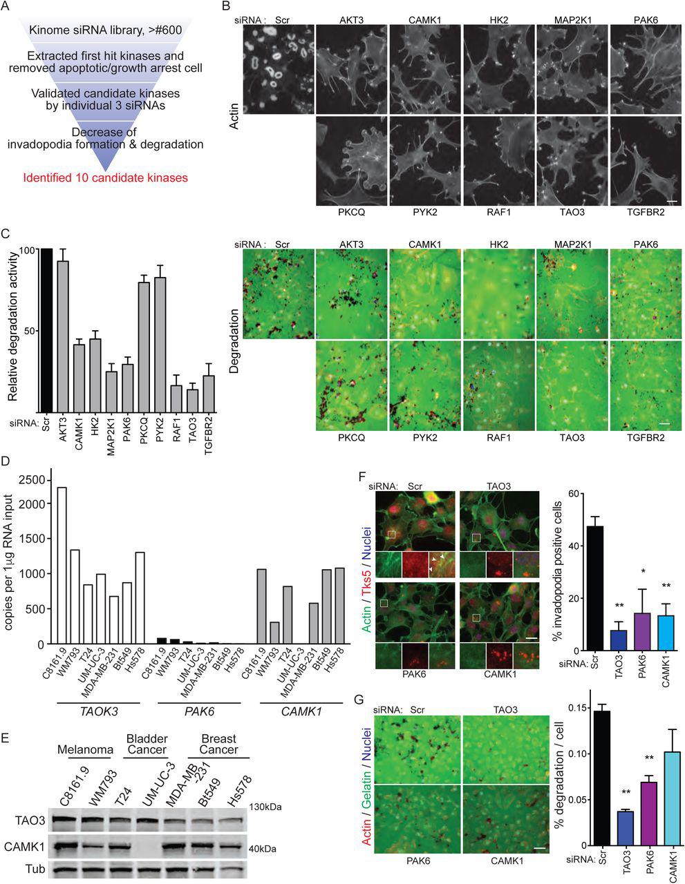 C8161 9 Human Melanoma Cell Line | ATCC | Bioz
