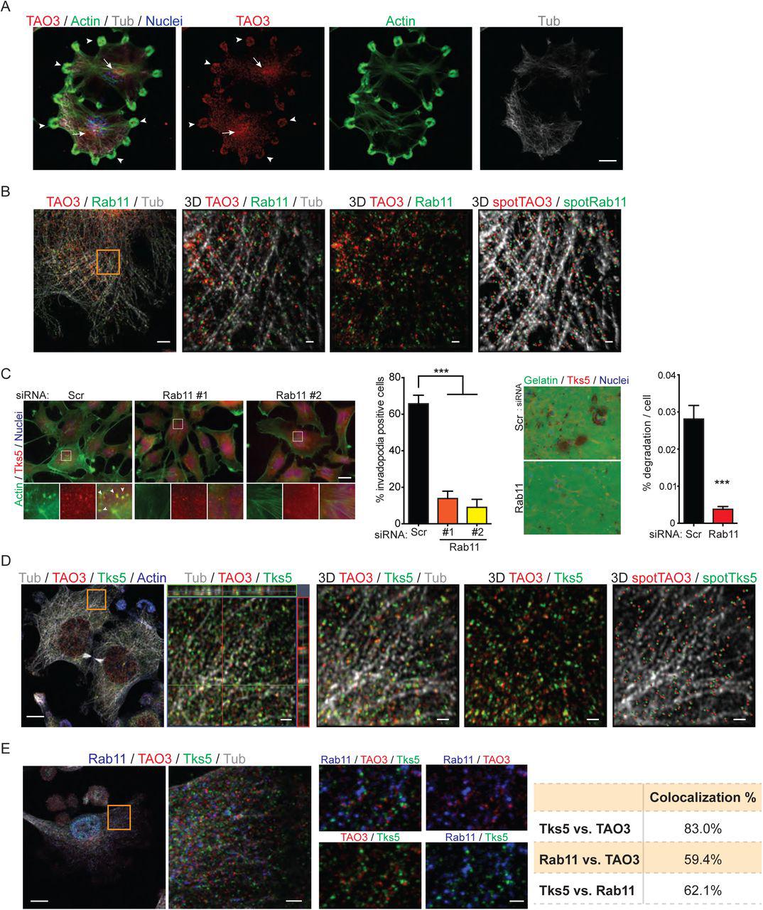 C8161 9 Human Melanoma Cell Line | ATCC | Bioz