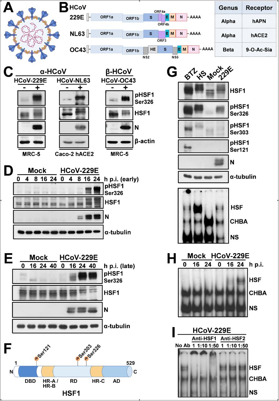 Normal Human Fibroblasts Mrc 5 | ATCC | Bioz