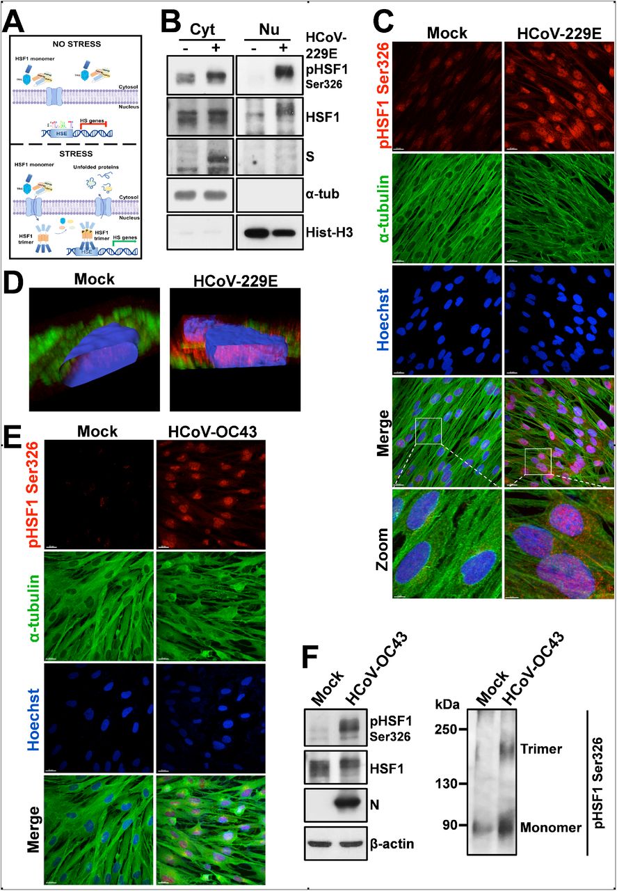 Normal Human Fibroblasts Mrc 5 | ATCC | Bioz