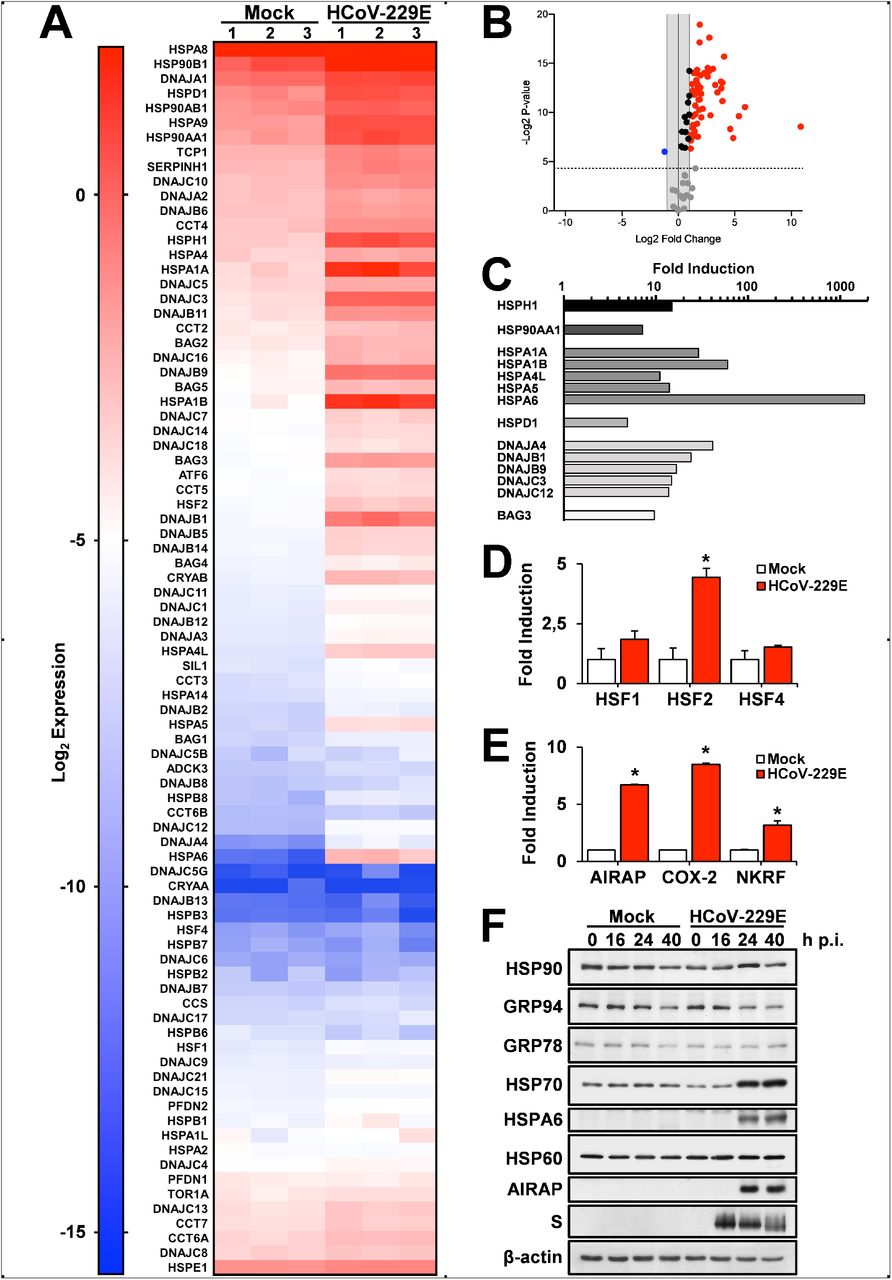 Normal Human Fibroblasts Mrc 5 | ATCC | Bioz