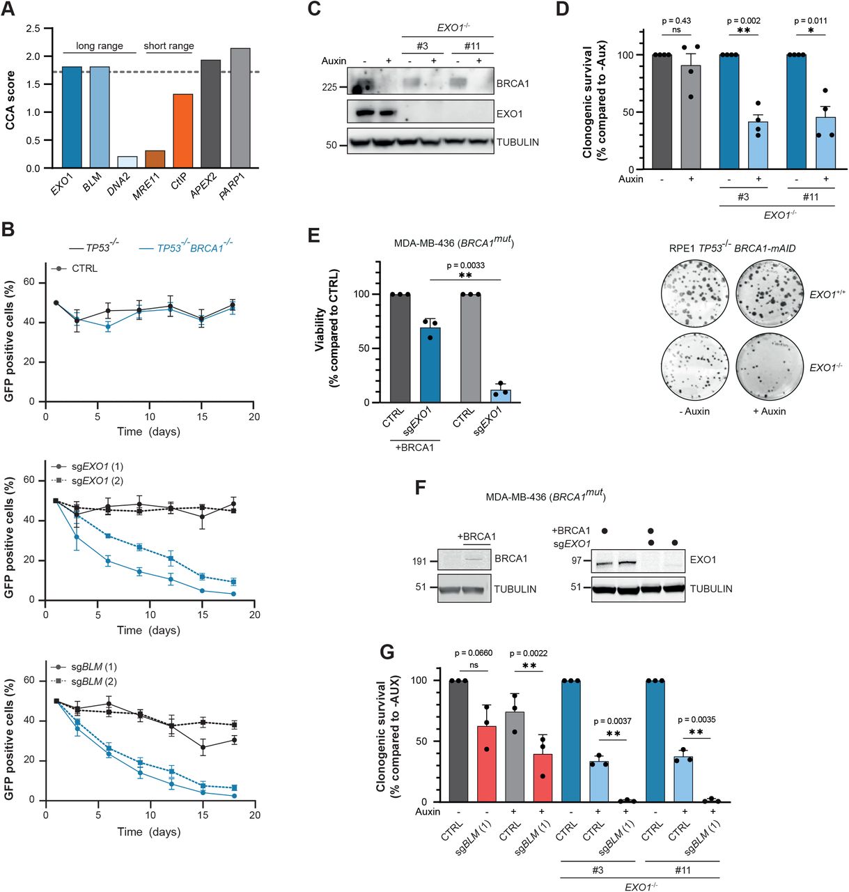 Brca1 | Millipore | Bioz