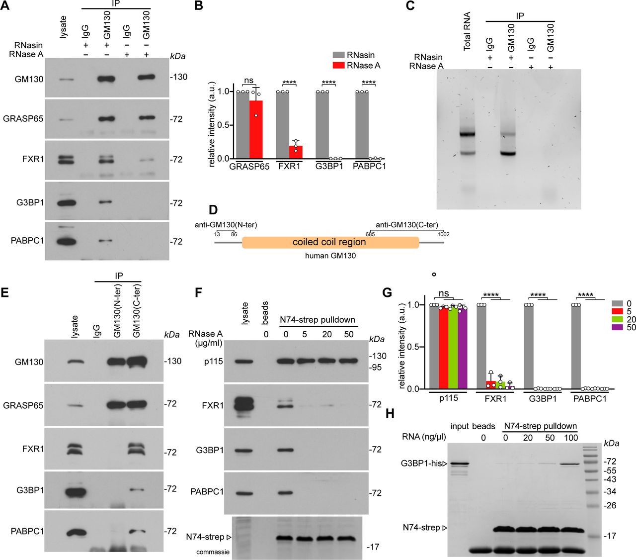 Rnasin Plus Rnase Inhibitor | Promega | Bioz