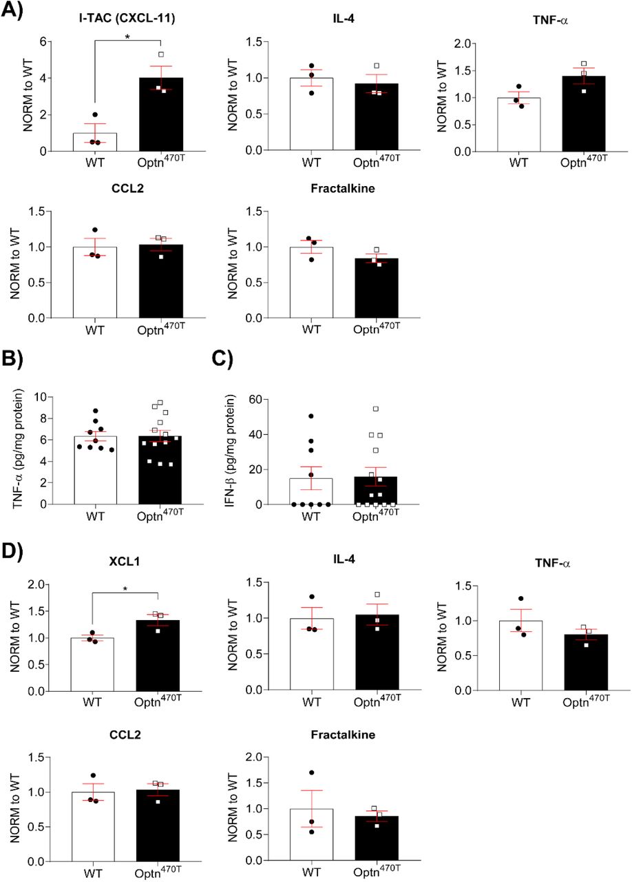 Representative Raybio C Series Mouse Inflammation Antibody Array C1 ...