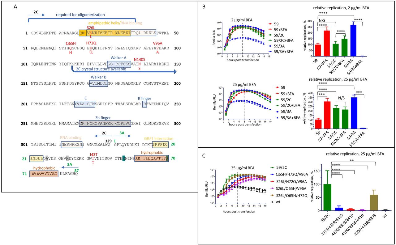 Renilla Luciferase Substrate Enduren | Promega | Bioz
